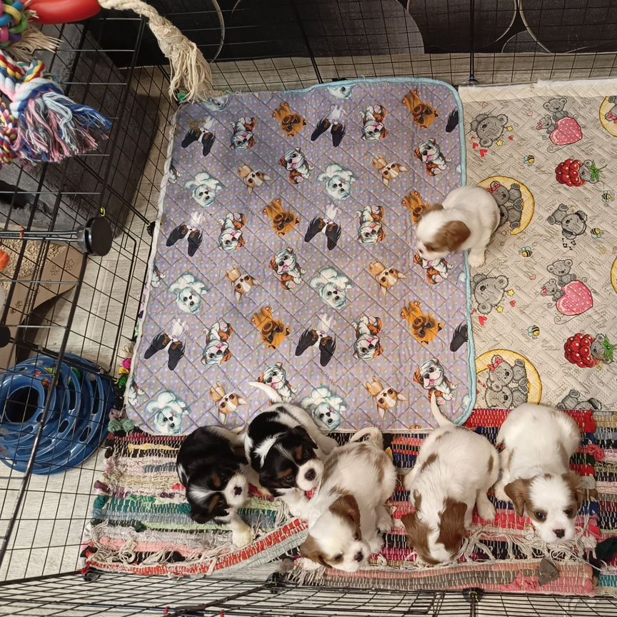 Кавалер кинг-чарльз-спаниель, щенок