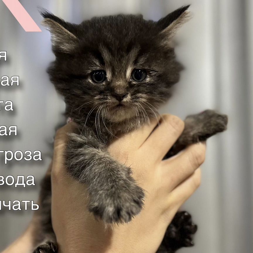 Чудесные котята