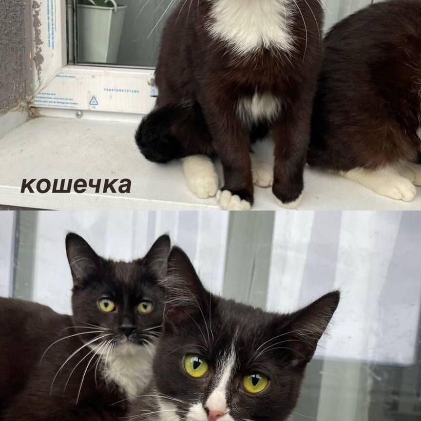 Котята