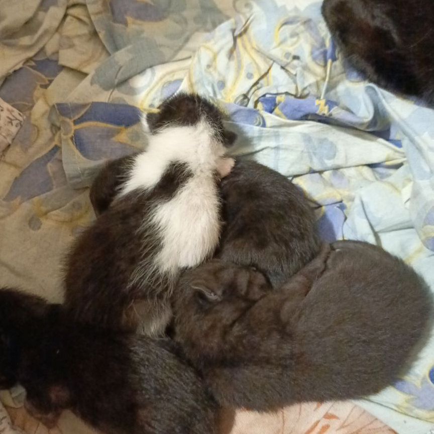 Котята в добрые руки