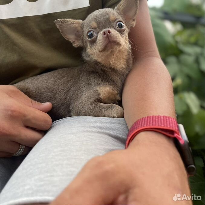 Элитная девочка чихуахуа