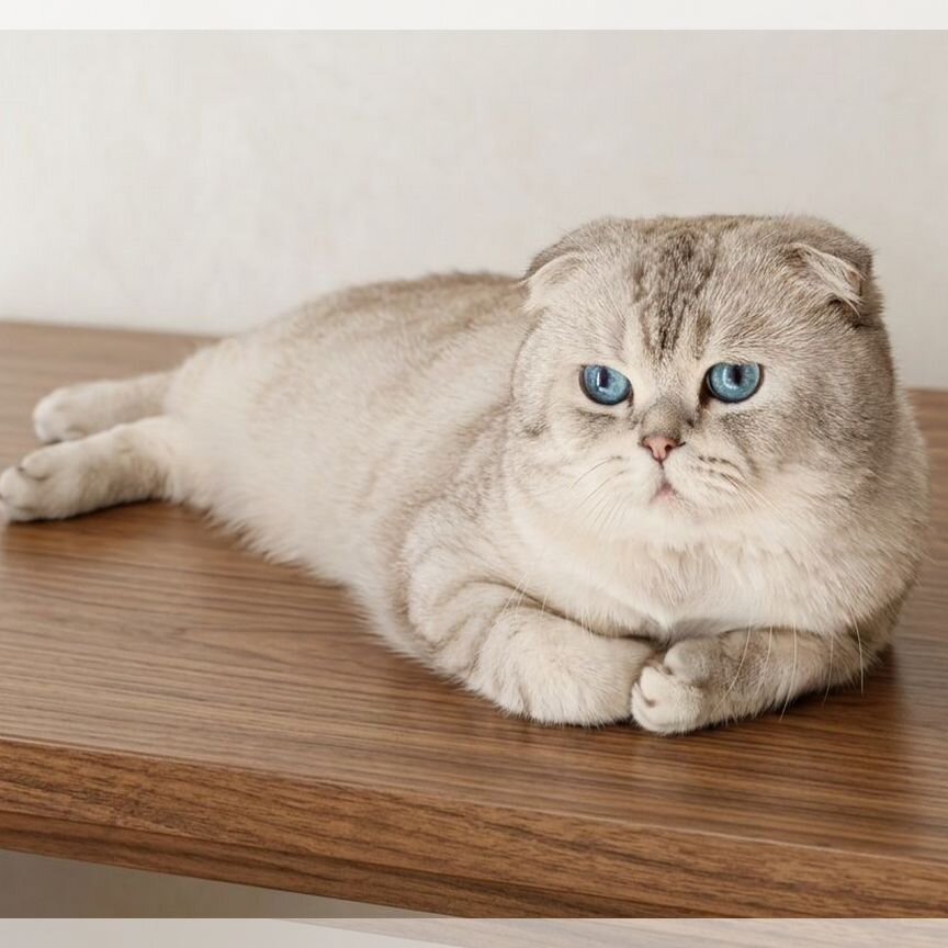 Шотландский вислоухий короткошёрстный кот, вязка