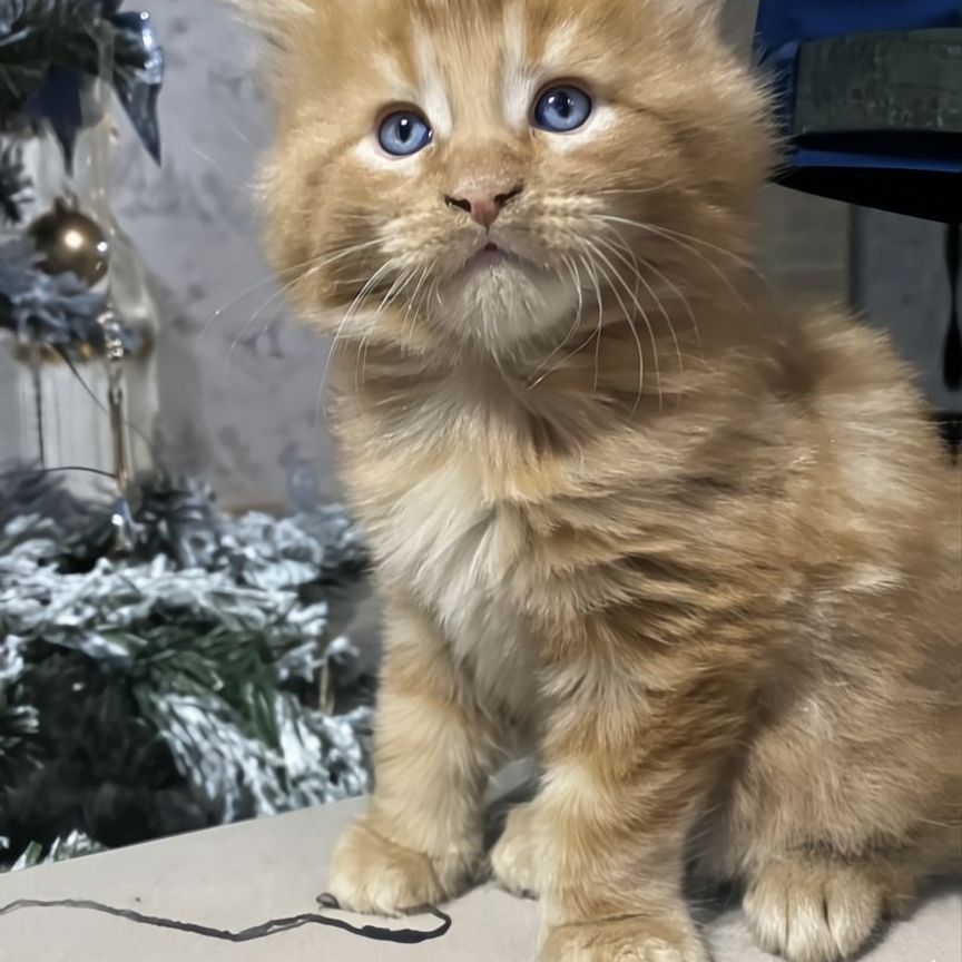 Мейн-кун котёнок