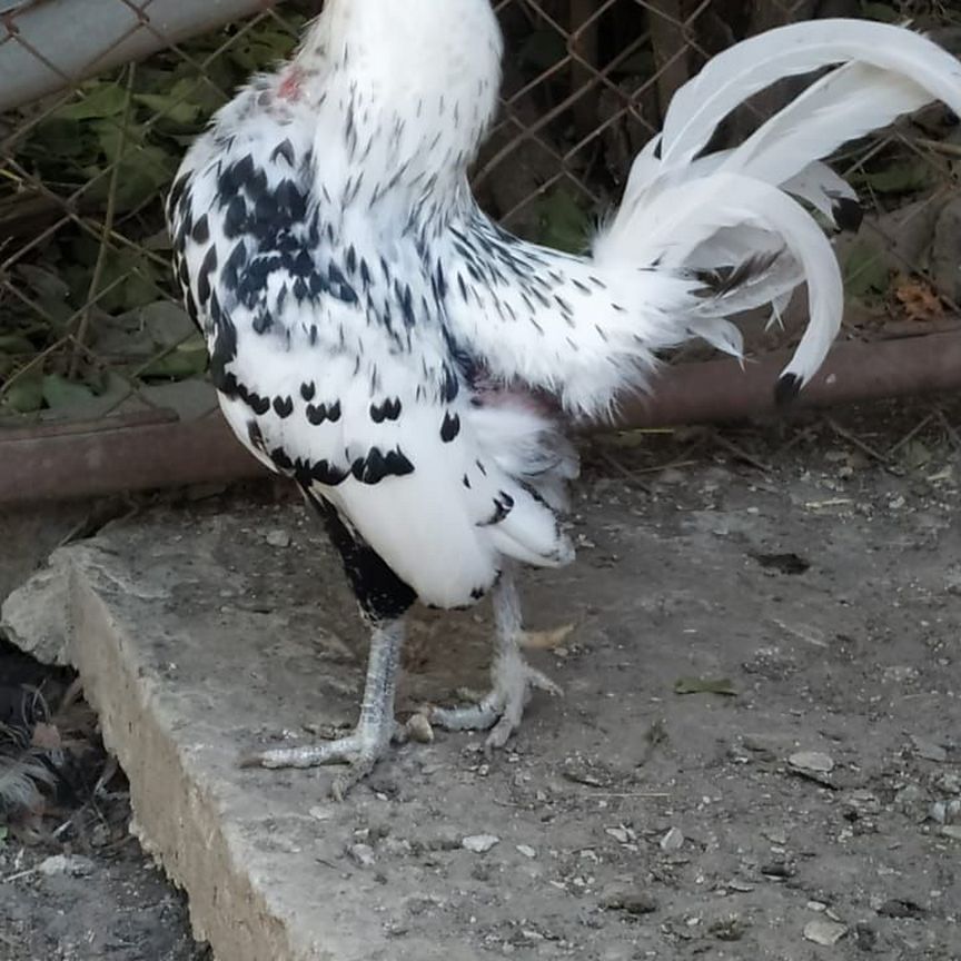 Петух Гамбургский