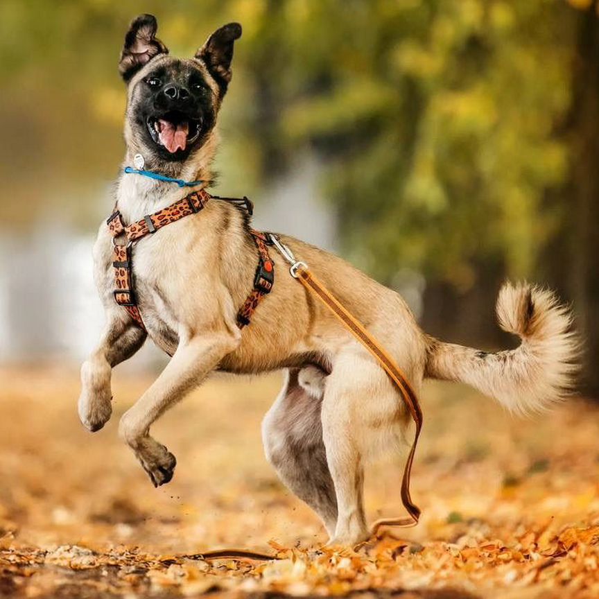 Взрослый пёс в добрые руки