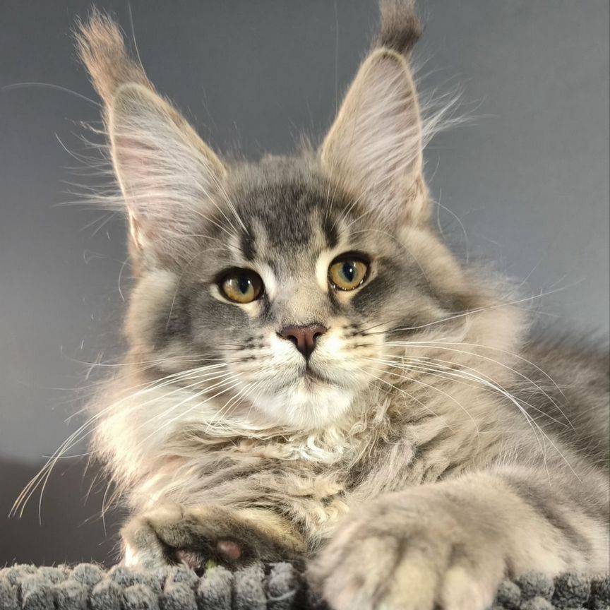 Мейн-кун котёнок