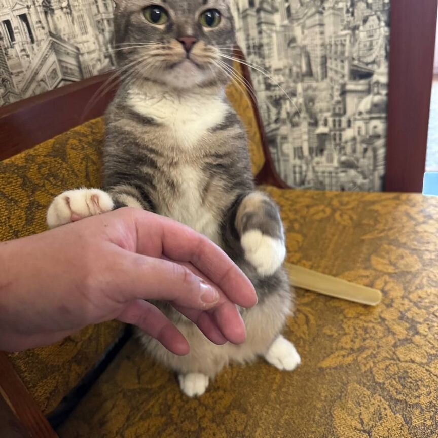 Кот и кошка ищут дом