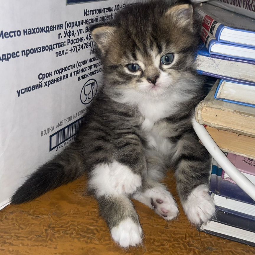 Котята шотландцы вислоухие