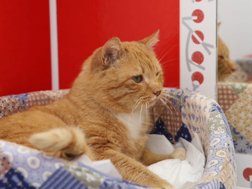 Фокс мечтает о семье