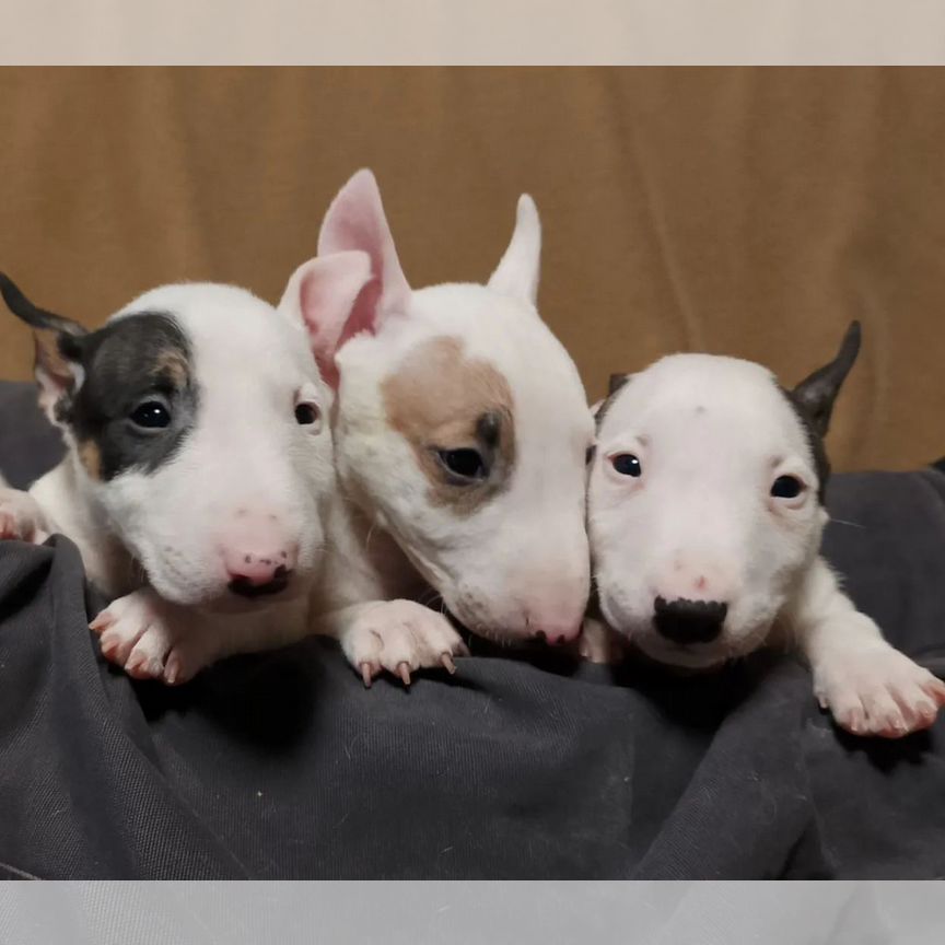 Мини-бультерьер, щенок