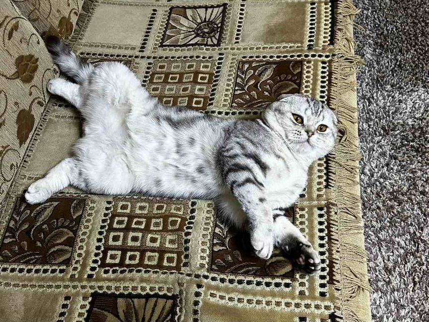 Шотландский кот вязка