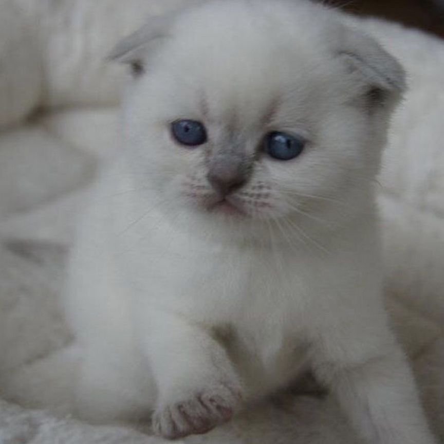 Шотландский вислоухий короткошёрстный котёнок