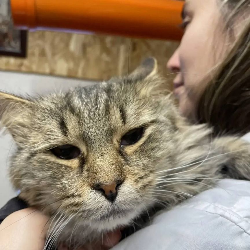 Взрослый кот в добрые руки