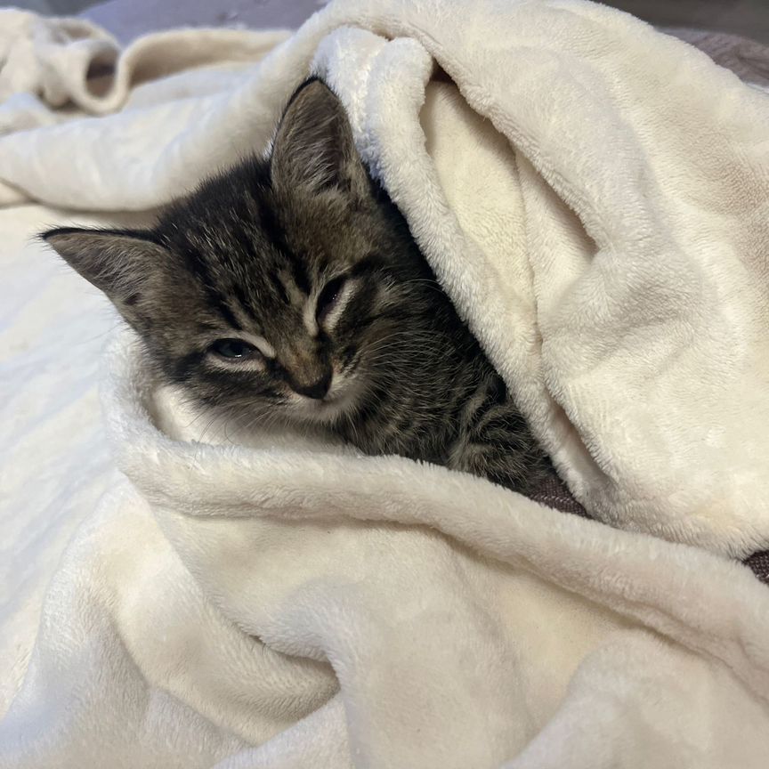 Котёнок в добрые руки