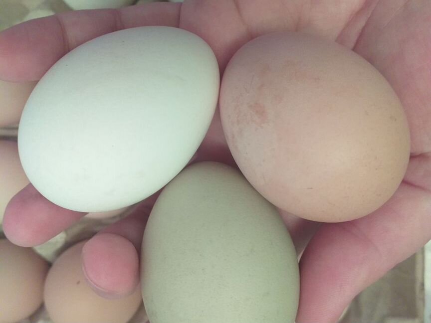 Яйцо инкубационное кур несушек. Яйца
