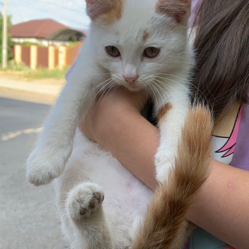 Котенок