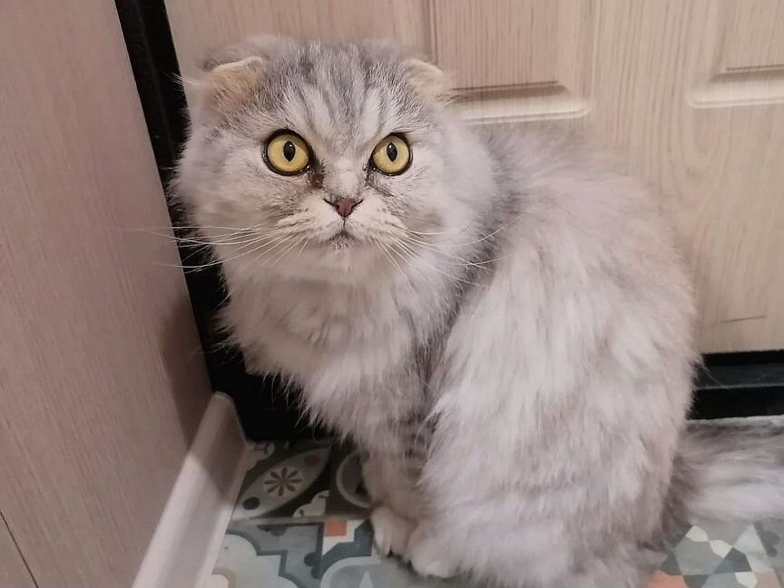 Шотландская вислоухая кошка