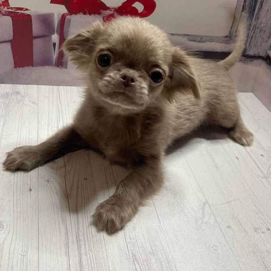 Чихуахуа, щенок