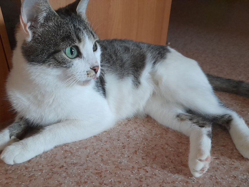 Самый преданный котенок 5 мес