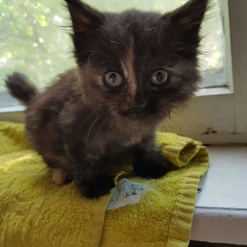 Черепаховый котёнок в добрые руки