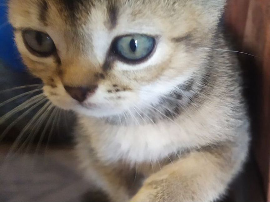 Кошки