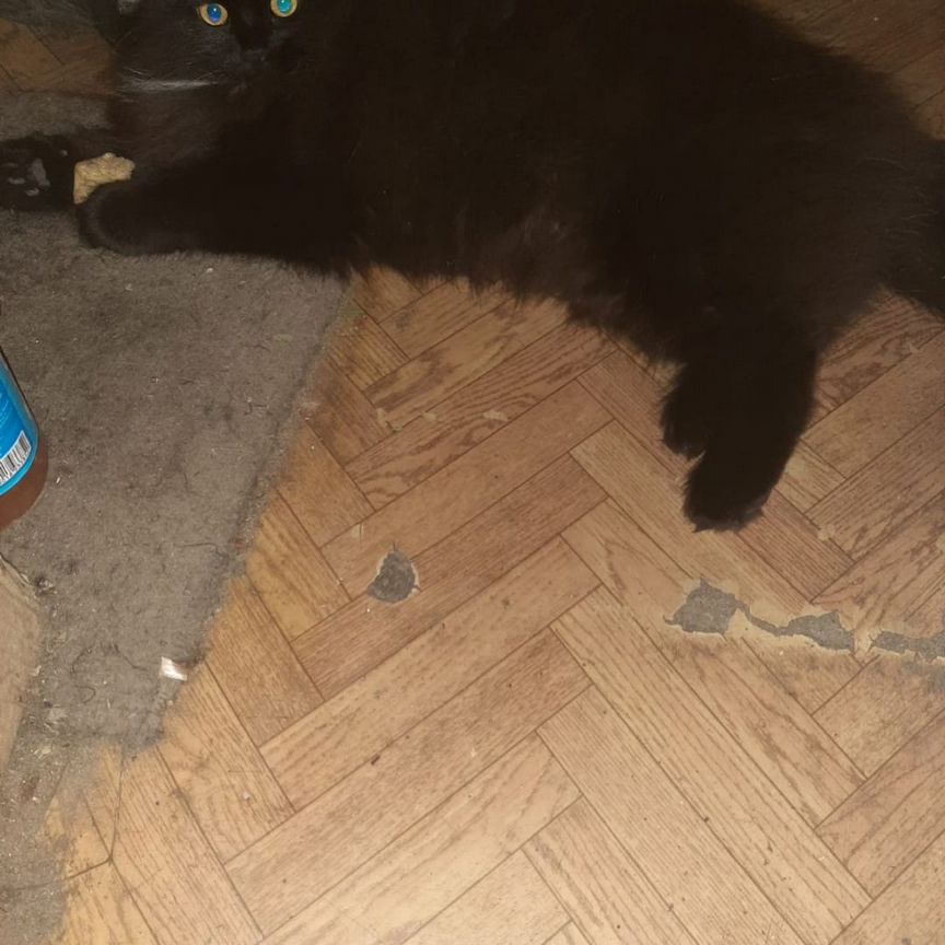 Кот