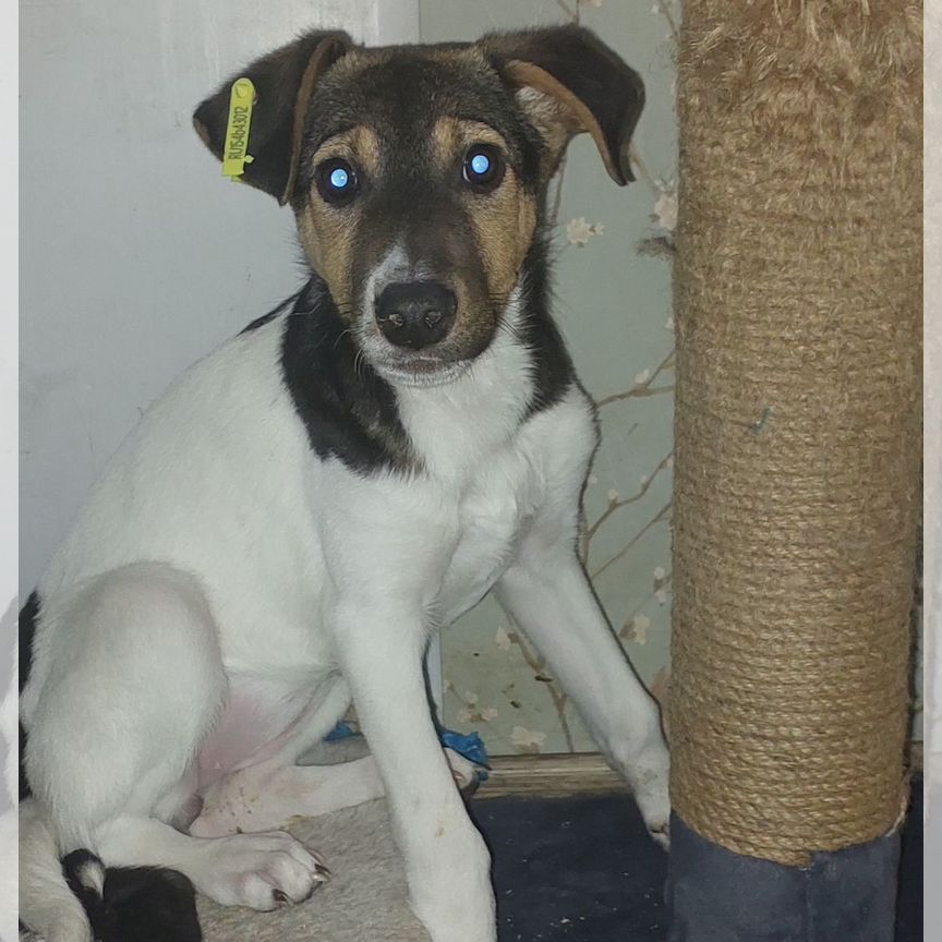 Собачка в добрые руки