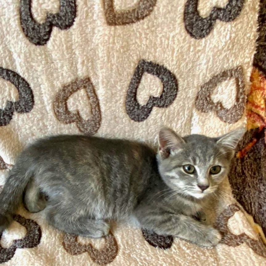 Мышка в добрые ручки