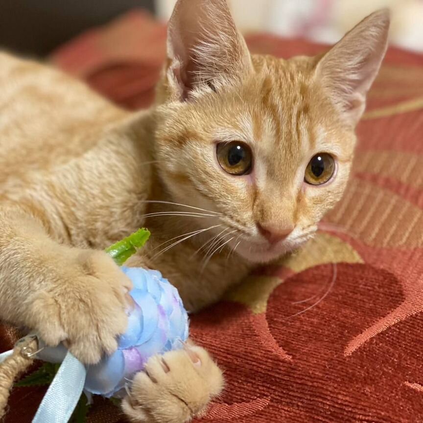 Котенок