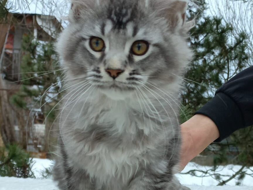 Котик Мейн-кун