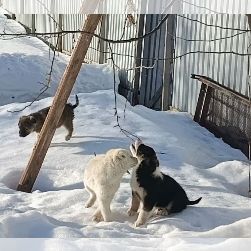 Щенок в добрые руки