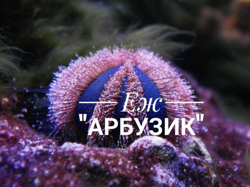 Еж "арбузик", М (ëж морской в наличии)