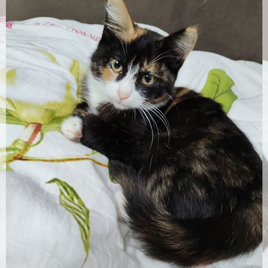 Котенок ищет дом