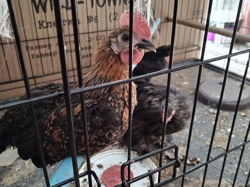 Молодые петухи