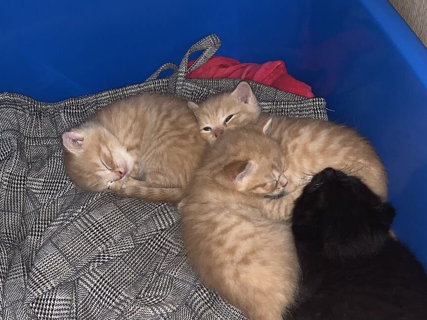 Кошки вислоухие