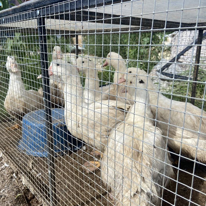 Утки муларды и бройлеры