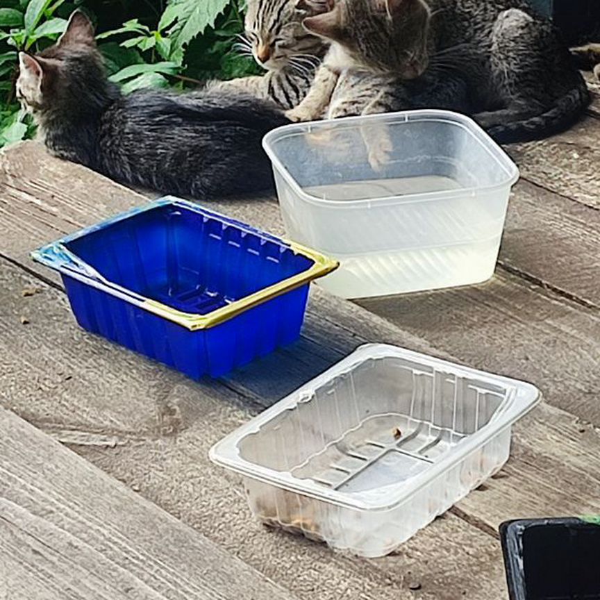 Отдам в добрые руки маленьких котят