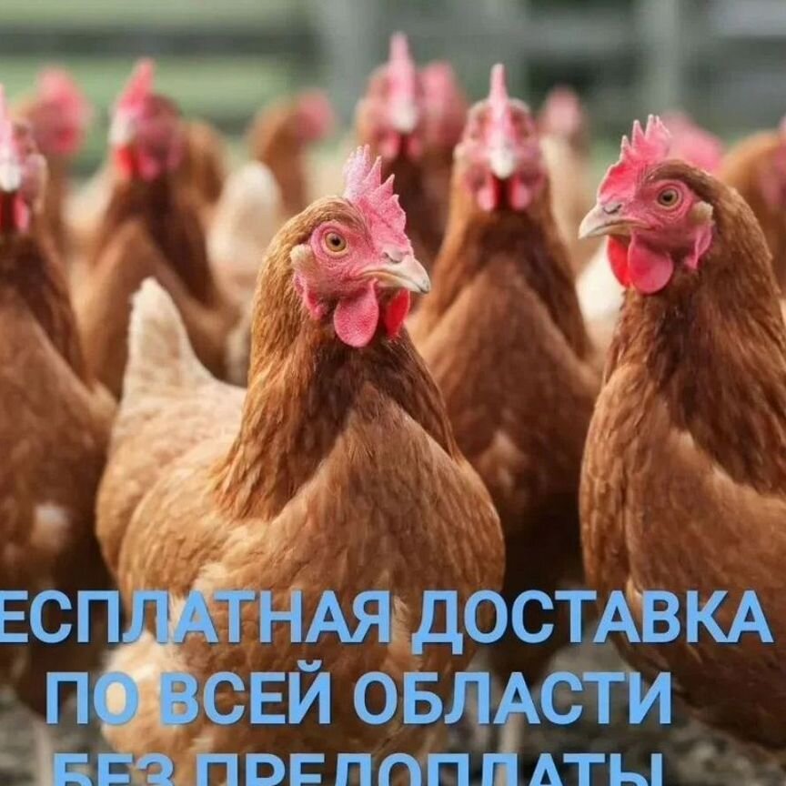 Куры-несушки доставка в Людиново