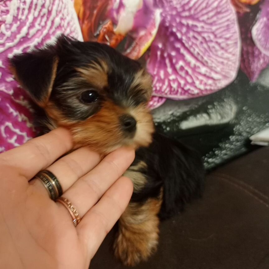 Йоркширский терьер щенки