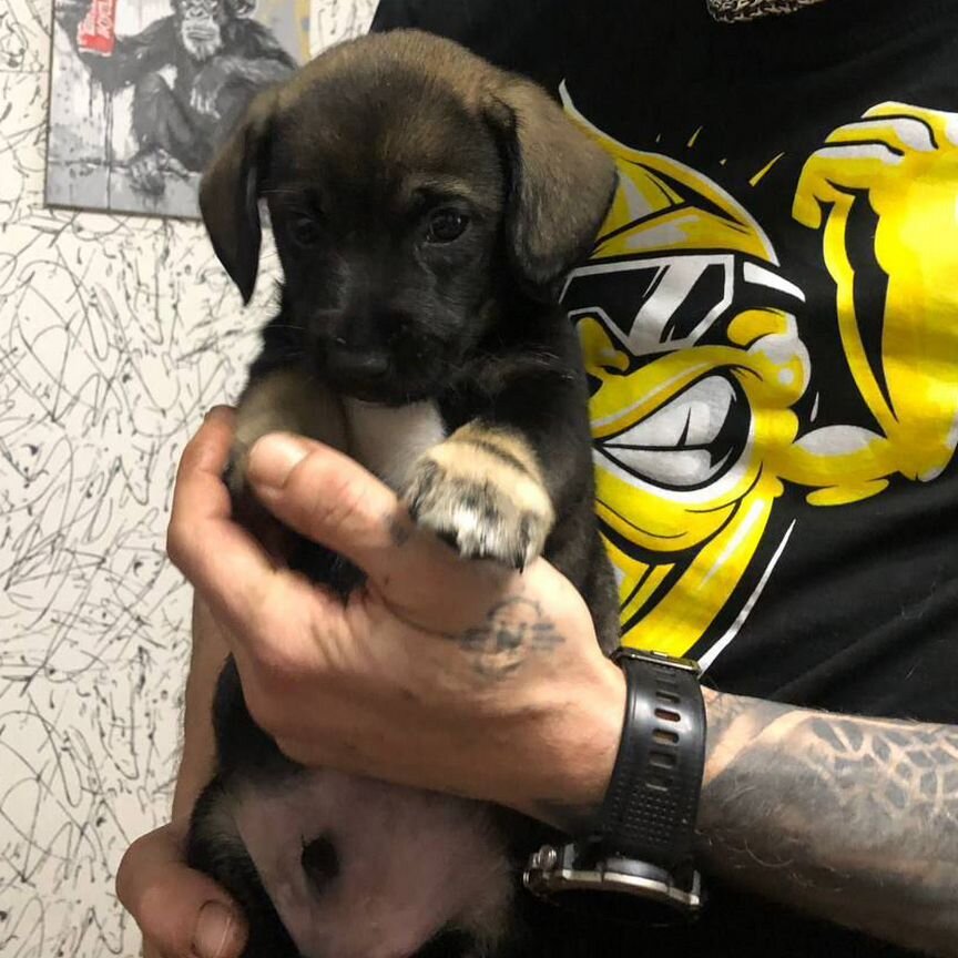 Щенок в добрые руки