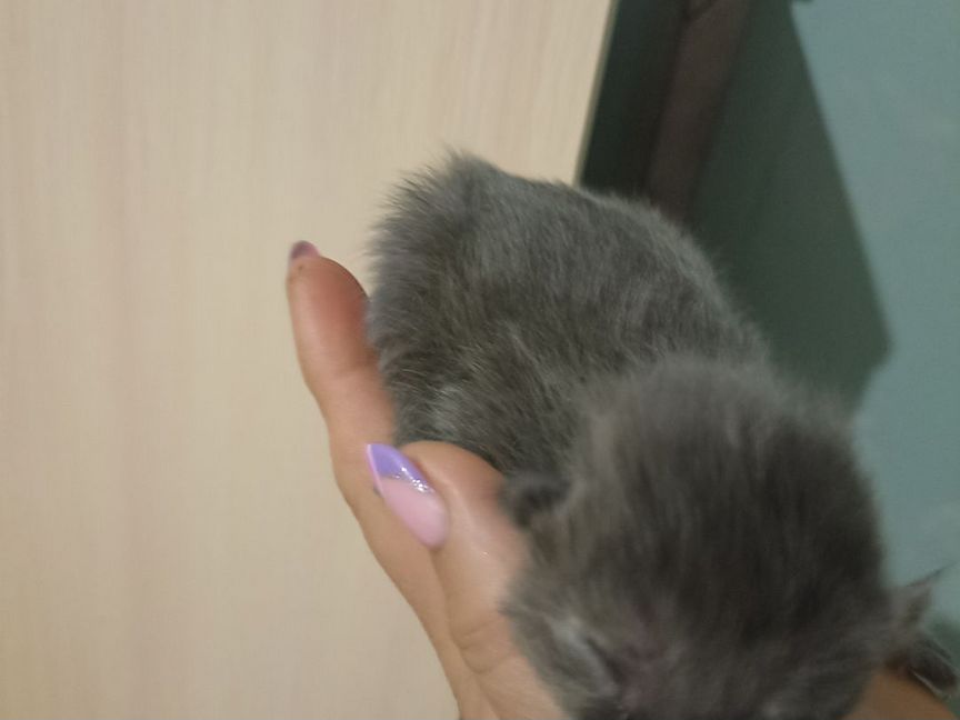 Котята в добрые руки бесплатно