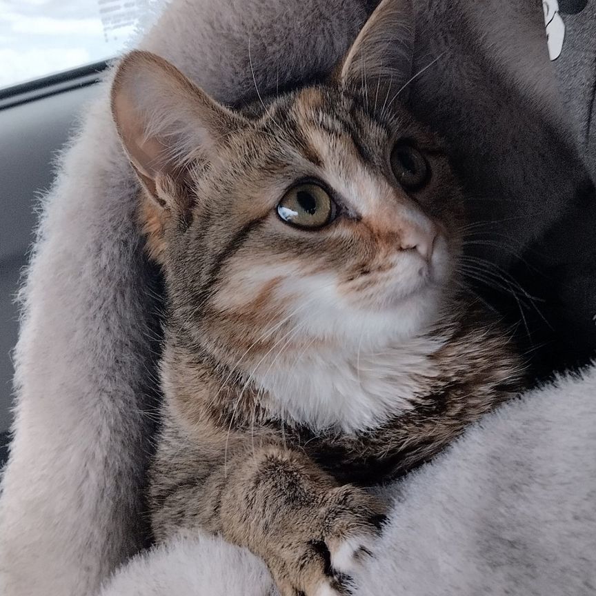 Котёнок Американской короткошёрстной