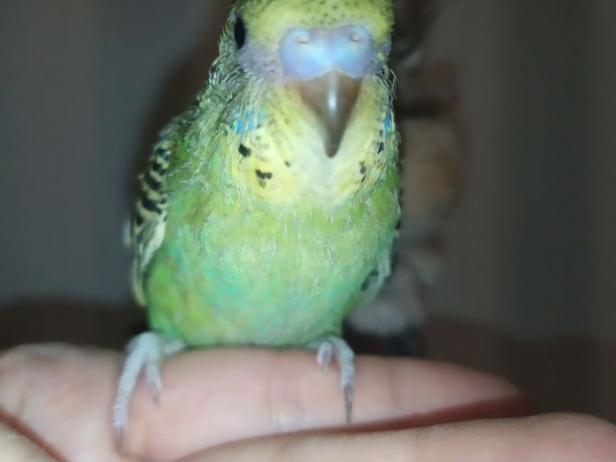 Супер ручная девочка(попугай)