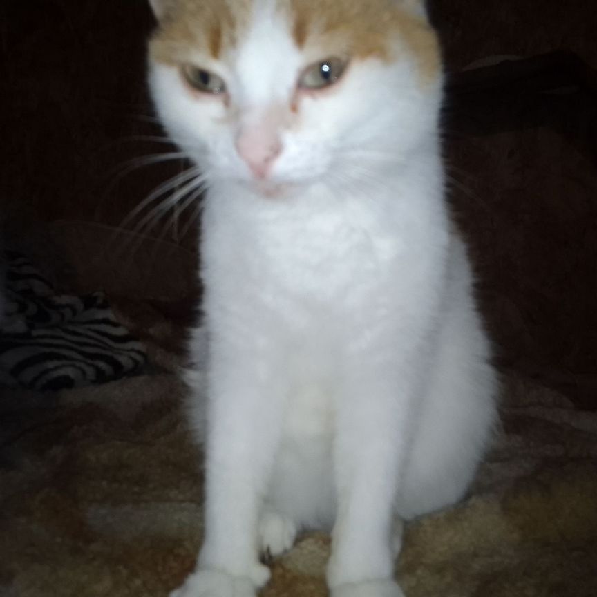 Кошки в добрые руки бесплатно