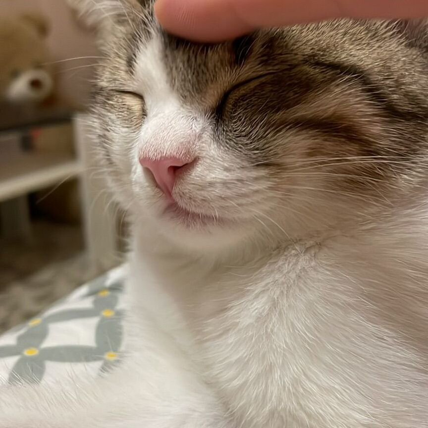 Кот