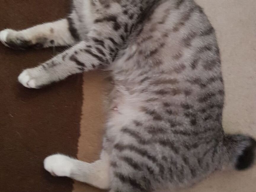 Кошка бобтейл