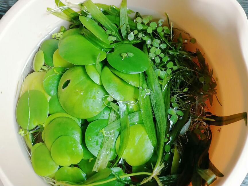 Аквариуме растения, прополка