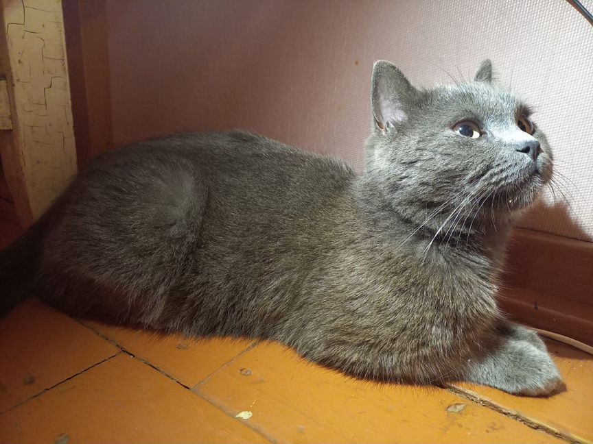 Шотландский кот ищет дом