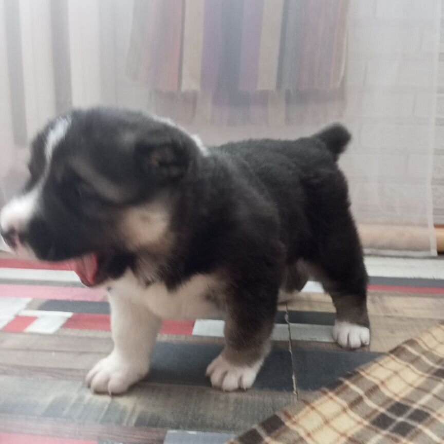 Продам щенка алабая