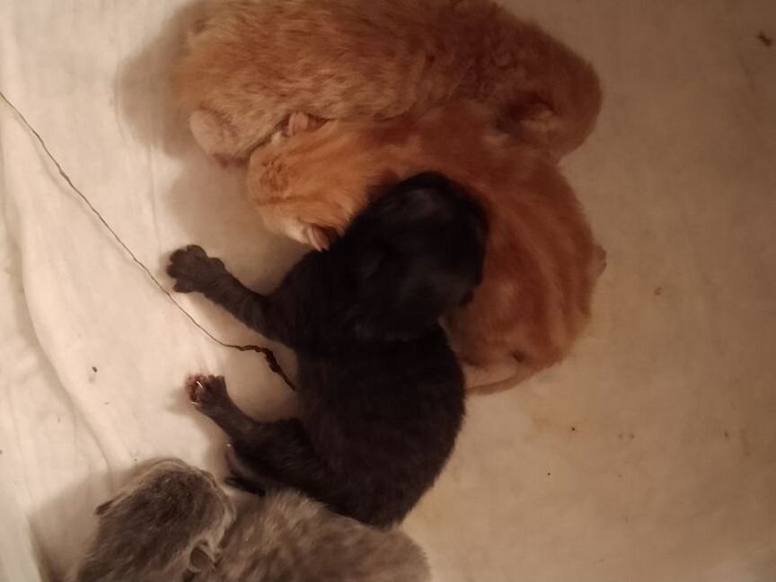 Британские котята